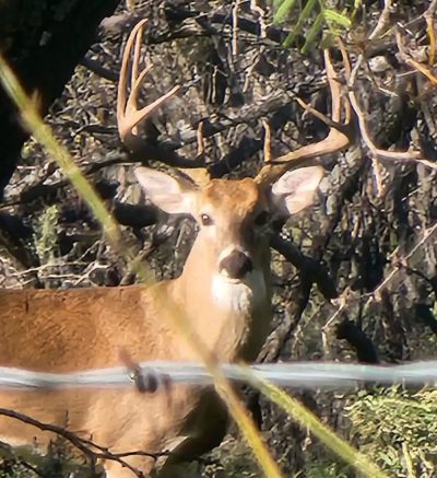 Texas Whitetail Hunts For Trophy Bucks, 4,000+ Acres Of Land