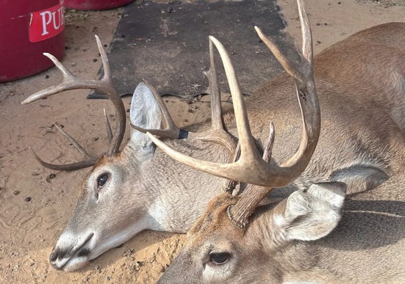 Texas Whitetail Hunts For Trophy Bucks, 4,000+ Acres Of Land