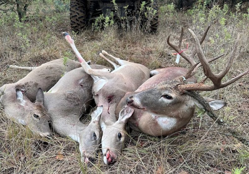 Texas Whitetail Hunts For Trophy Bucks, 4,000+ Acres Of Land