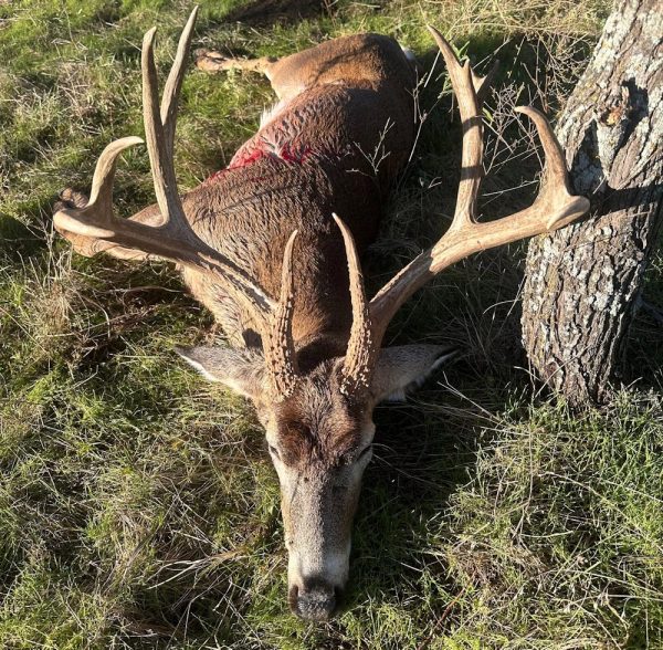 Texas Whitetail Hunts For Trophy Bucks, 4,000+ Acres Of Land