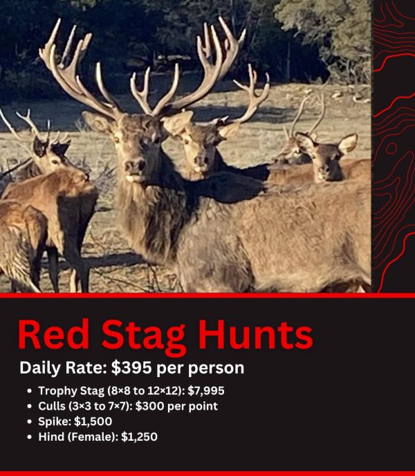 Texas Exotic Hunts For Red Stag, Blackbuck, and Aoudad