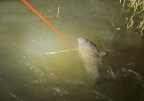 Texas Bowfishing Outfitter & Guide Service Possum Kingdom Lake