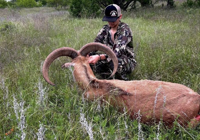 Texas Hunting Outfitter For Hogs Deer Red Stag Aoudad Axis
