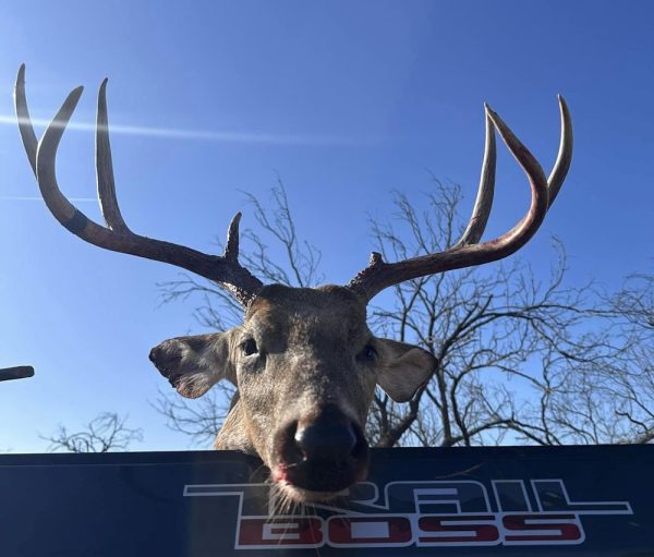 Texas Whitetail Hunts For Trophy Bucks, 4,000+ Acres Of Land
