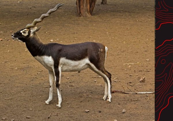 Texas Hunting Outfitter For Hogs, Deer, Red Stag, Aoudad, Axis